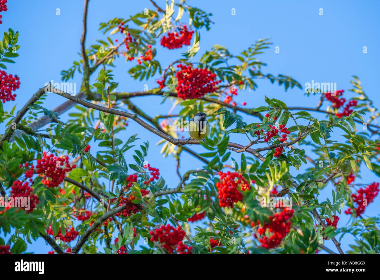 Glowing berries on a tree with blue background Stock Photo - Alamy