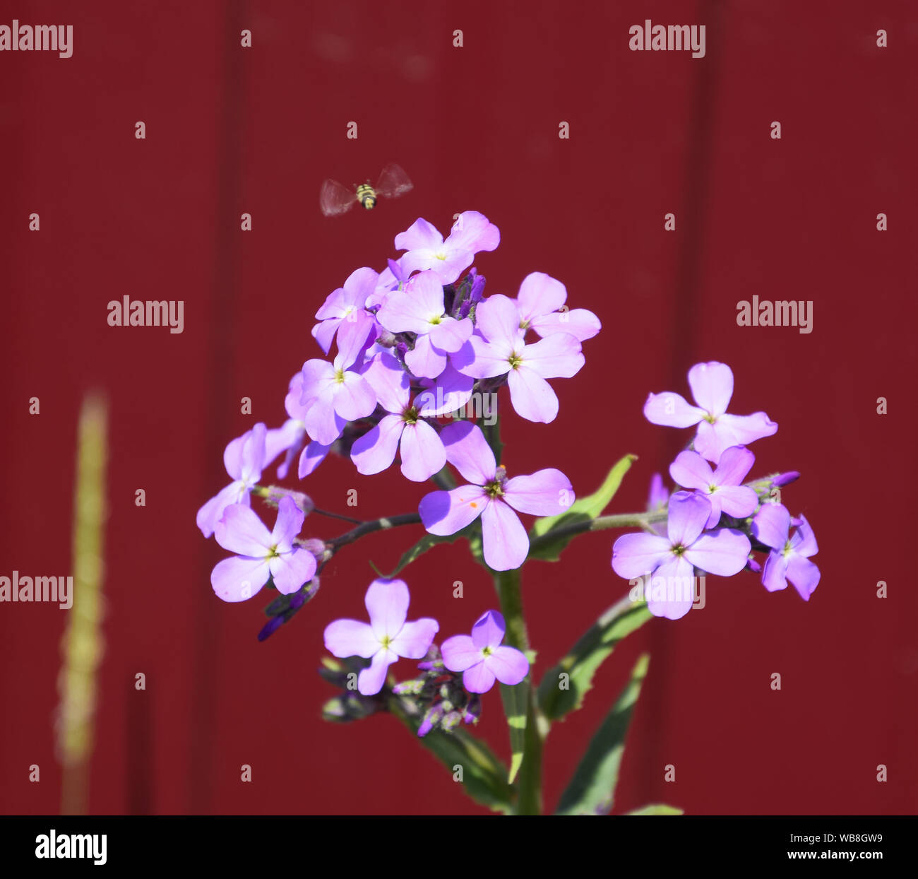 Dames Rocket Violet Hesperis matronalis is a herbaceous plant species ...