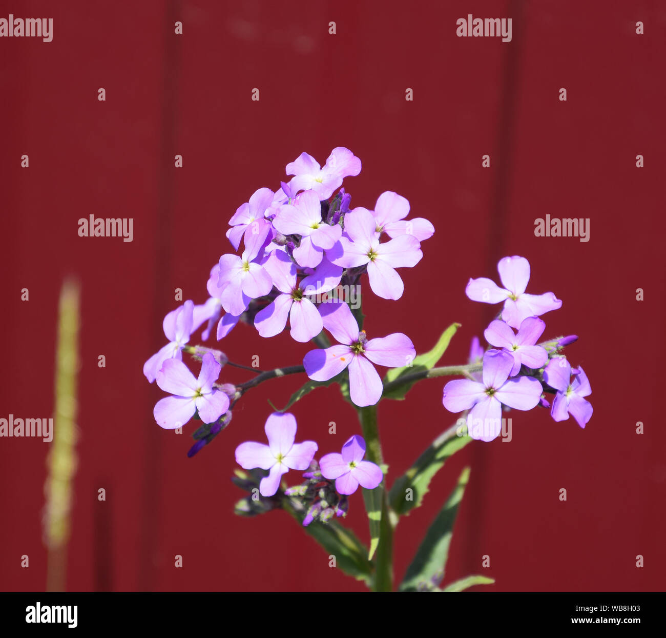 Dames Rocket Violet Hesperis matronalis is a herbaceous plant species ...