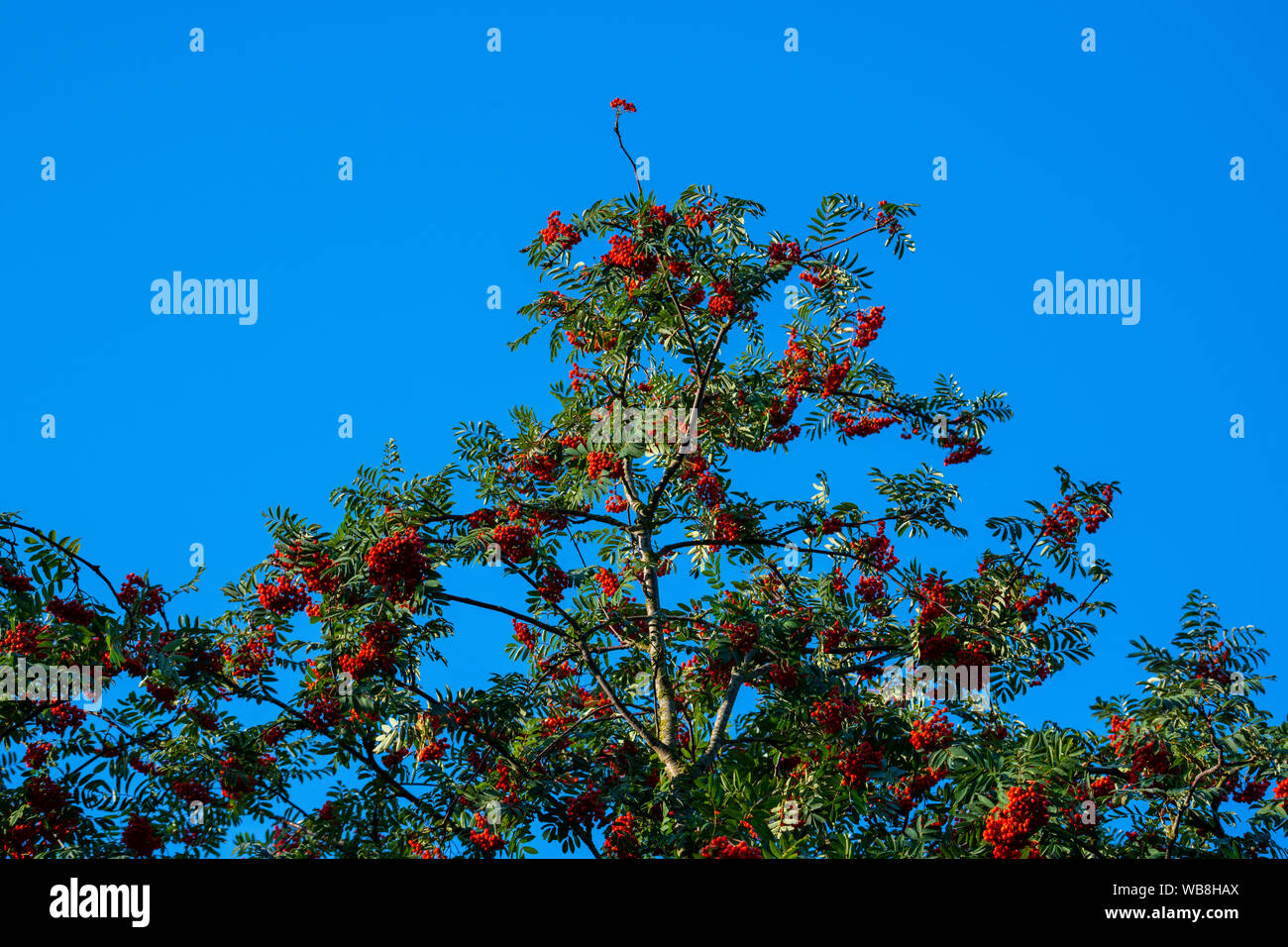 Glowing berries on a tree with blue background Stock Photo - Alamy
