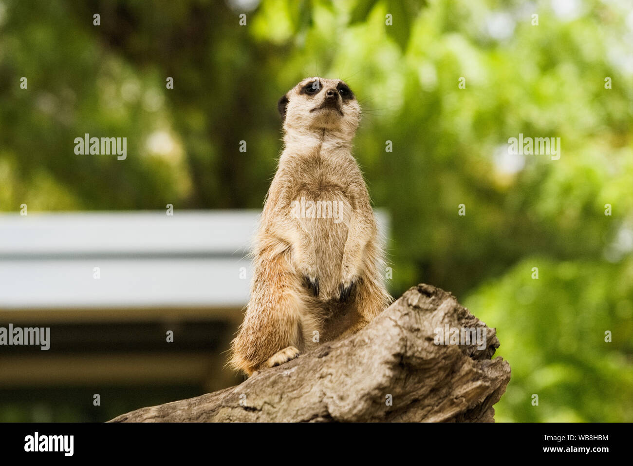 Cute african suricate Suricata suricatta Stock Photo - Alamy