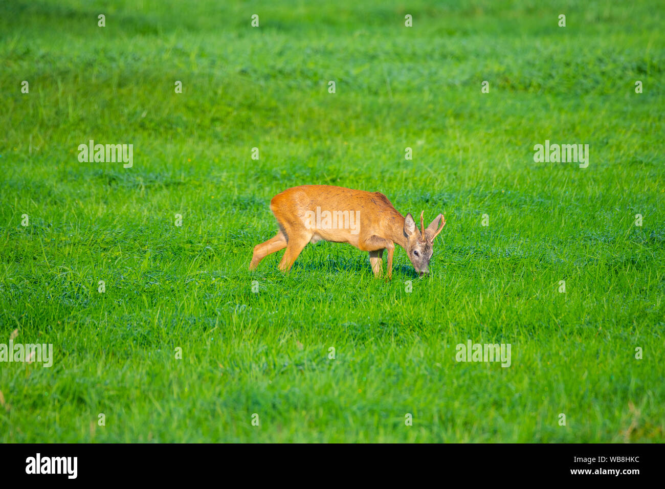 in the morning you can see deer in the fields Stock Photo - Alamy