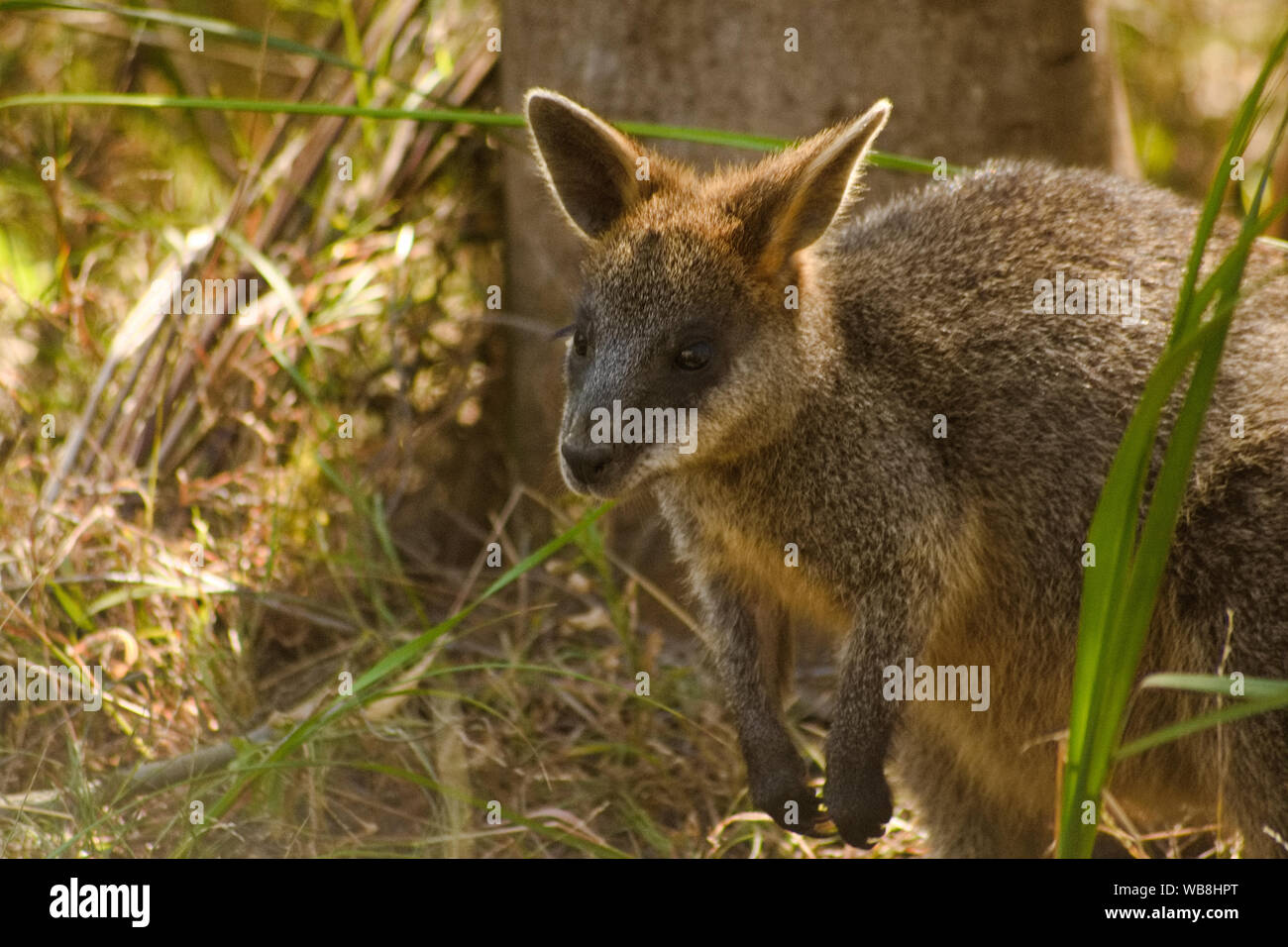 A wallaby hiding in the brush along a hiking trail in rural Victoria ...