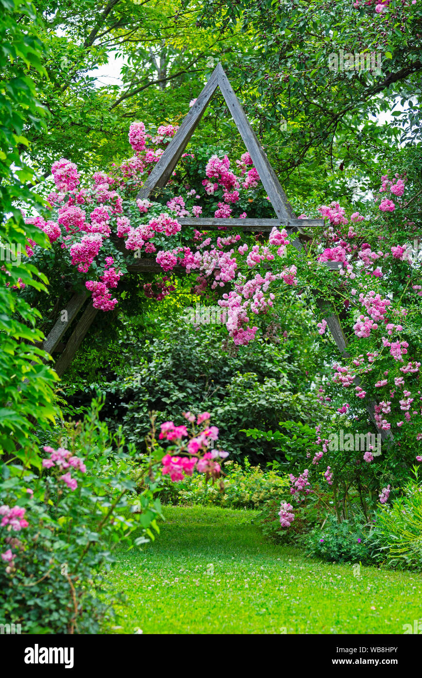 Idyllic rose garden with pink flowering rambler roses Stock Photo - Alamy
