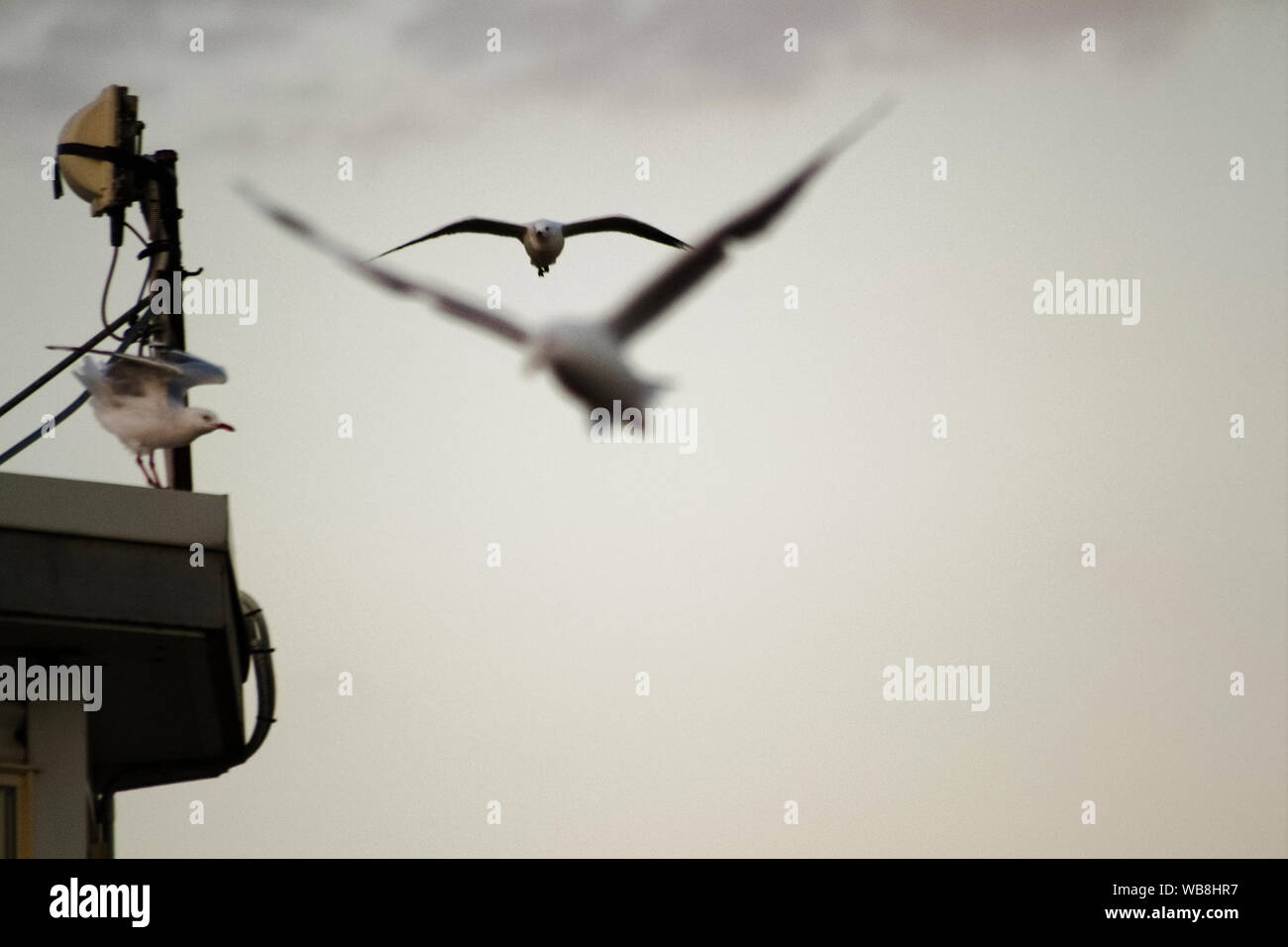 sea gulls flying with dramatic cloudy background Stock Photo - Alamy