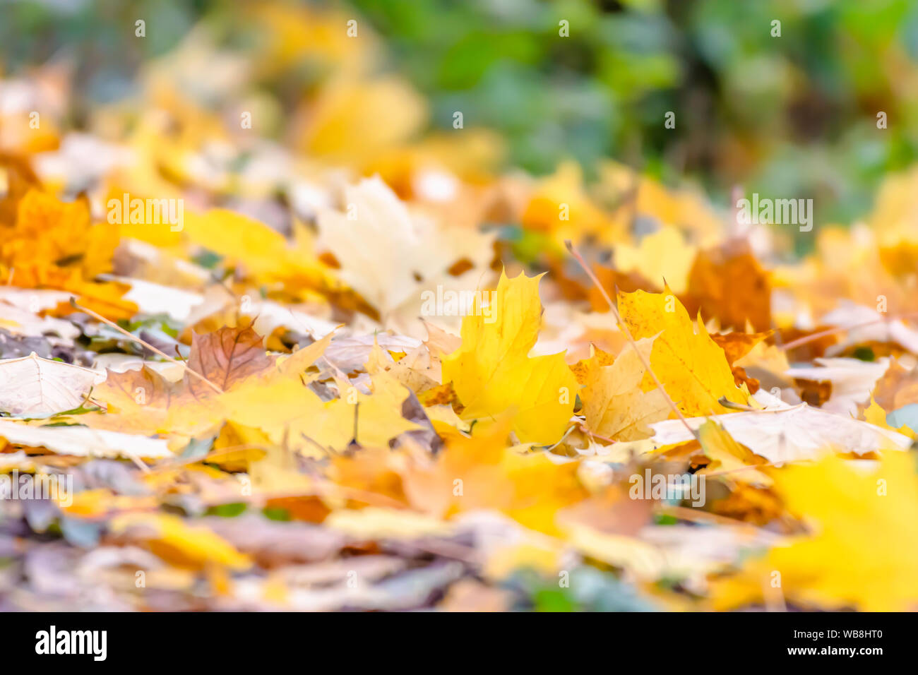 Indian Summer Autumn High Resolution Stock Photography and Images - Alamy