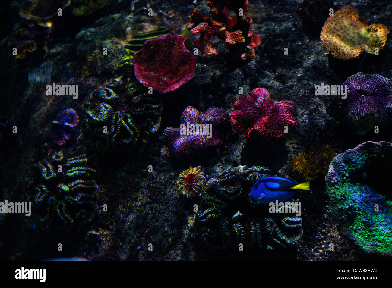 blur rainbow corals in dark light blur aquarium under water Stock Photo ...