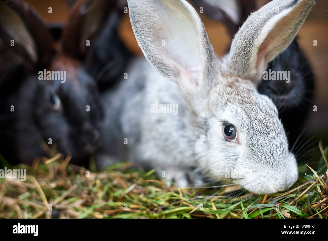 Bunny eating plant hi-res stock photography and images - Alamy