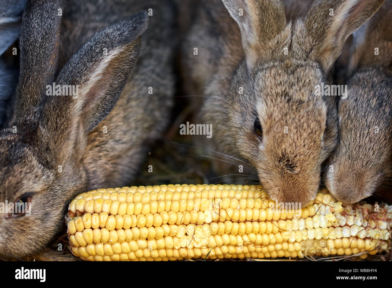 Gray and brown rabbits eating ear of corn in cage Stock Photo - Alamy