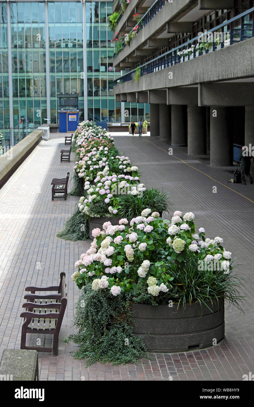 Hydrangeas growing in a row of planters containers in the summer on the ...