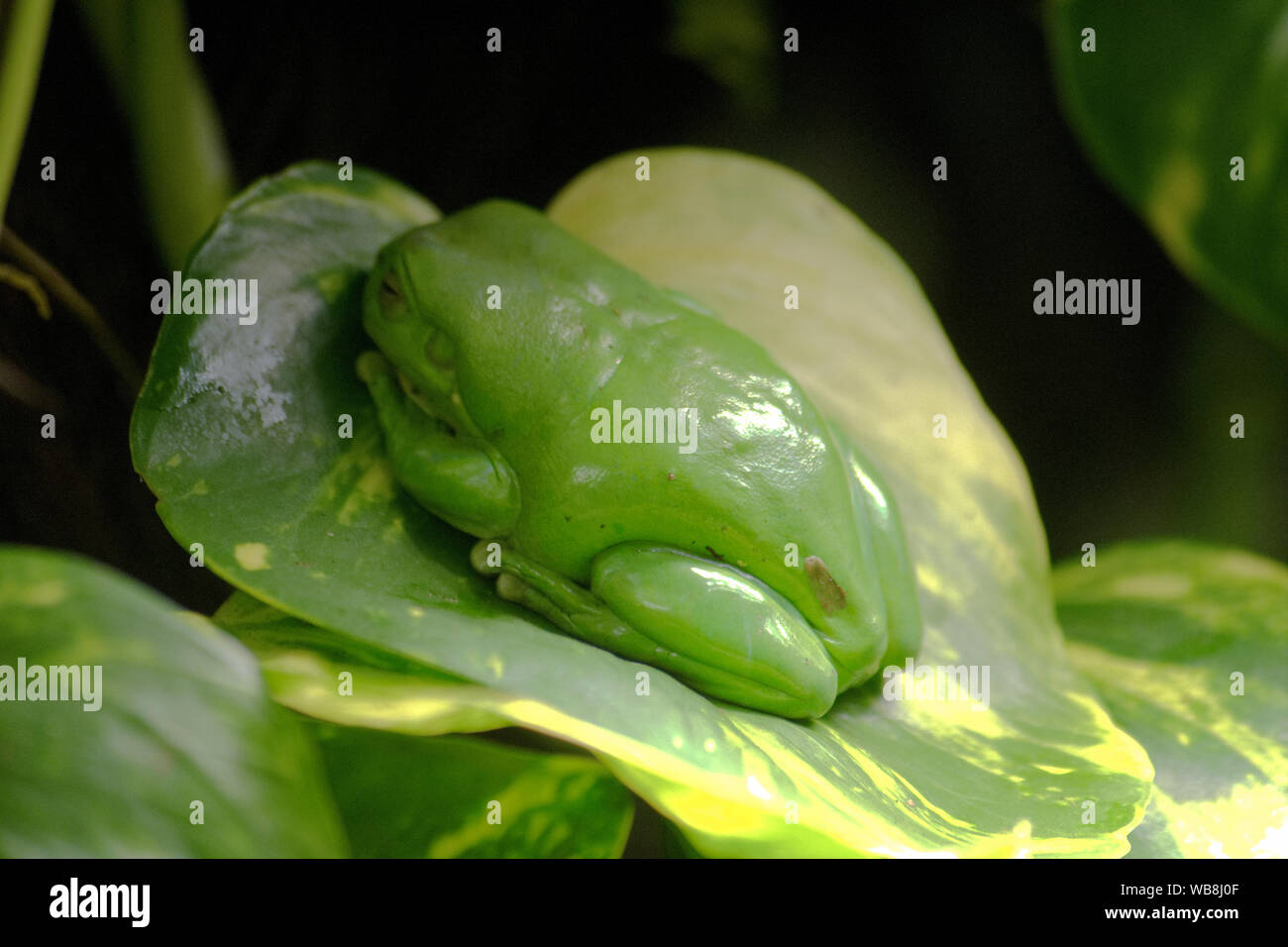 Javan tree frog, flying frog, wallace frog Stock Photo - Alamy