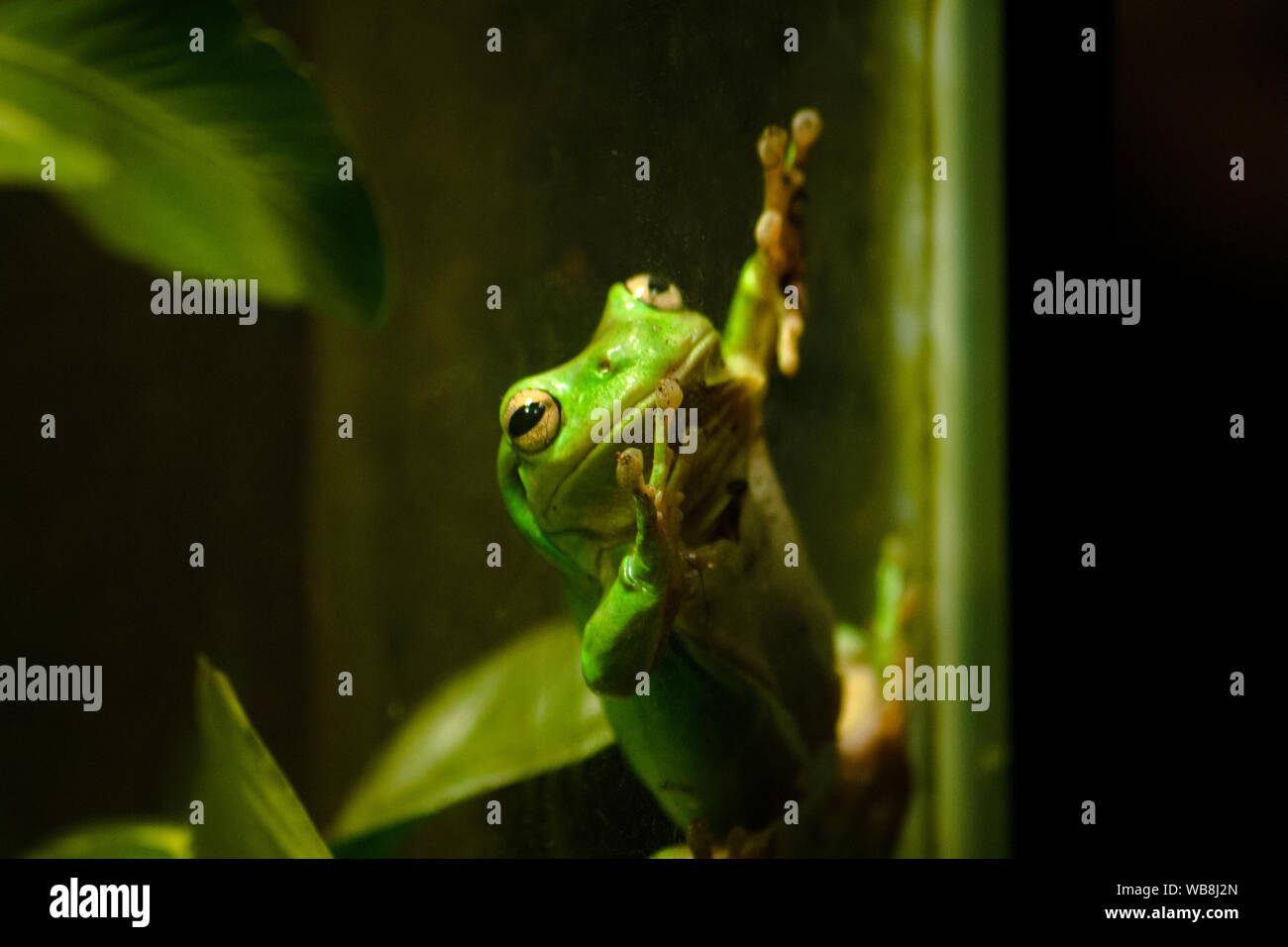 Small flying tree frog hi-res stock photography and images - Alamy