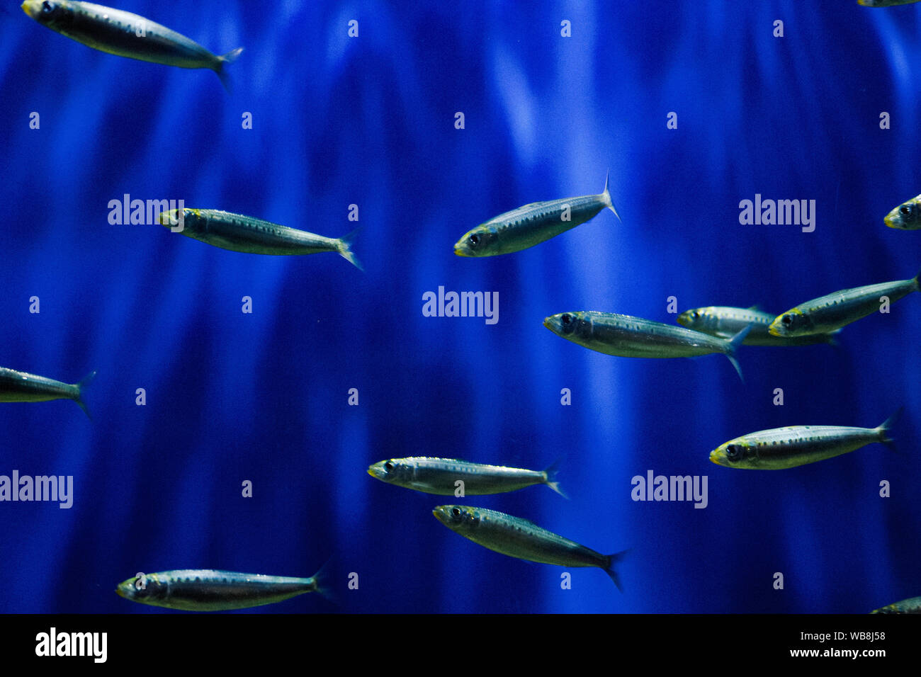 Underwater Image of silver Fish in the Sea Stock Photo - Alamy