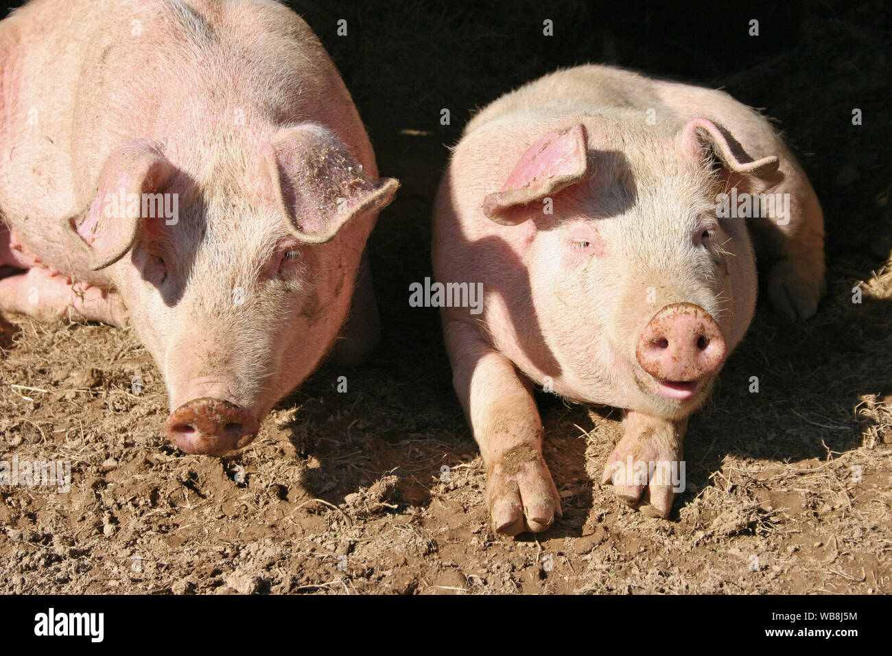 Two pigs in mud hi-res stock photography and images - Alamy