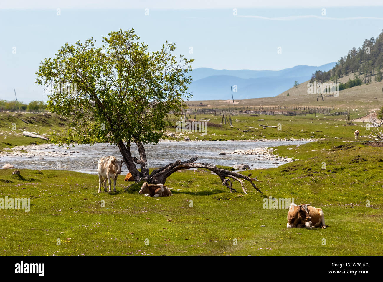 Cows grazing near autumn trees hi-res stock photography and images - Alamy