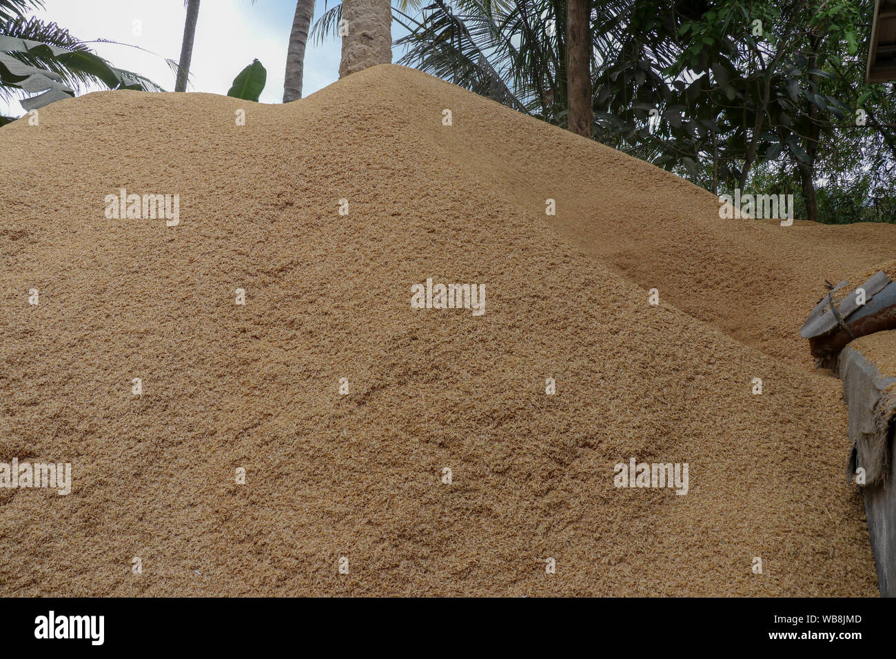 Pile of brown waste in rice processing, grain separated from chaff ...