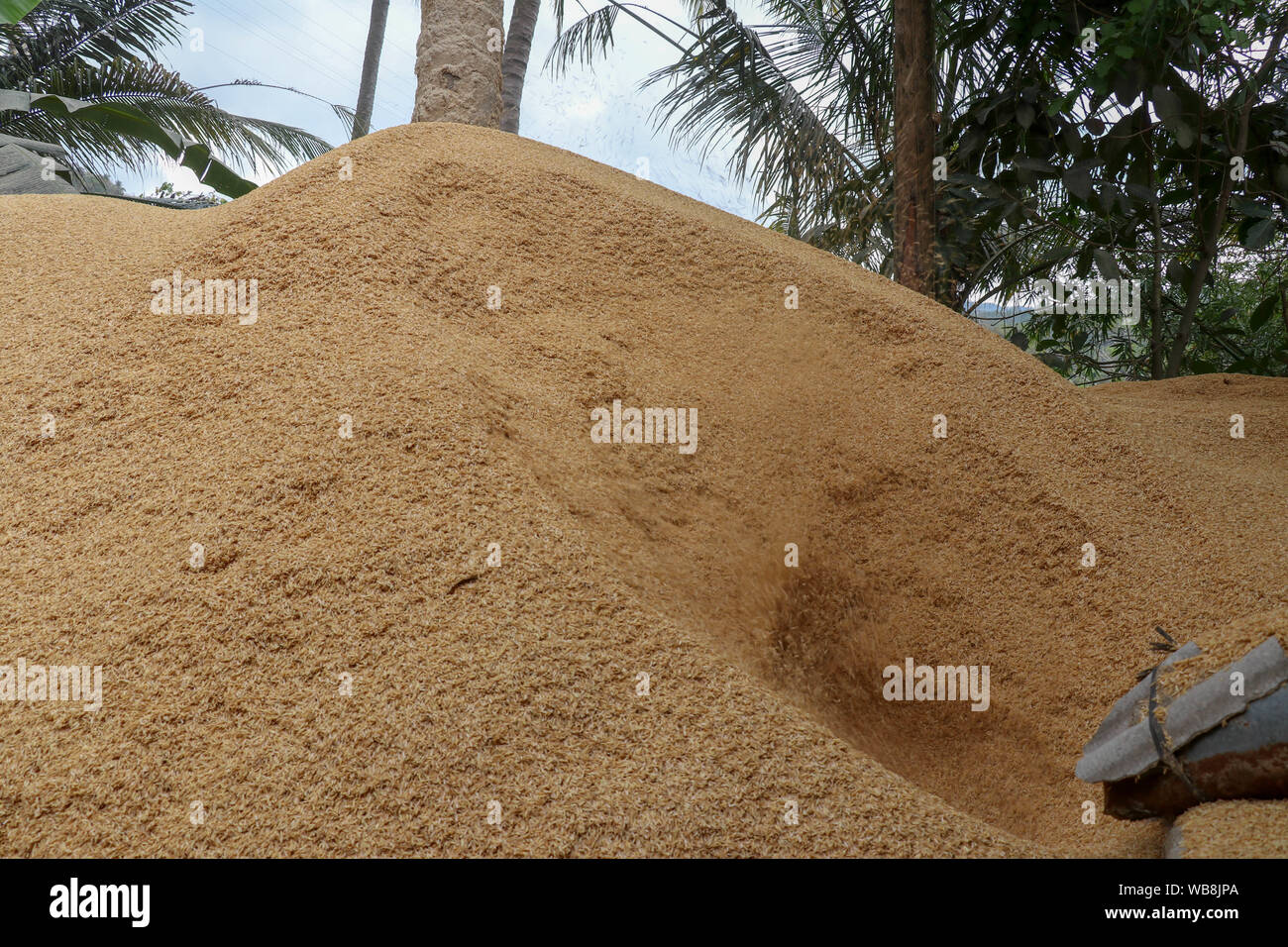 Pile of empty rice hulls after the rice husking process. The blower ...