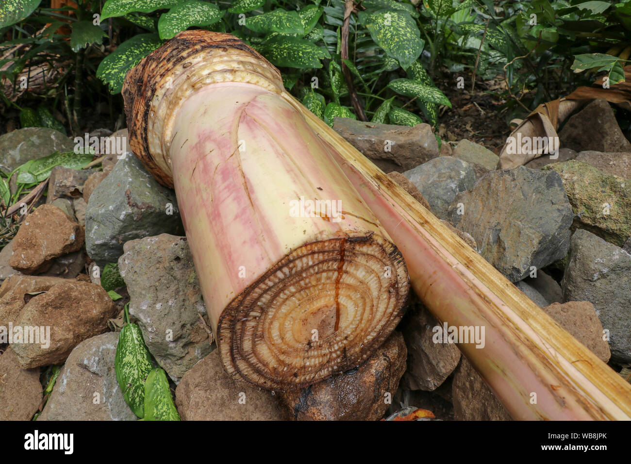 Banana Tree Trunk High Resolution Stock Photography and Images - Alamy