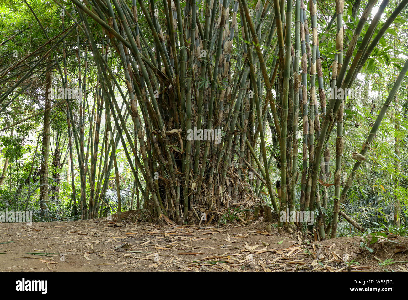 Green bamboo trees branches in green forest, Asia plants, patterns ...