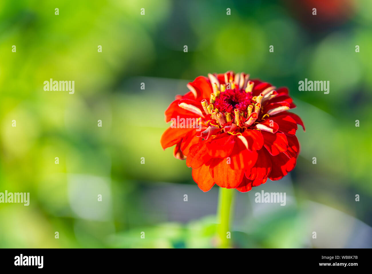 many bright flowers heads with green background Stock Photo - Alamy