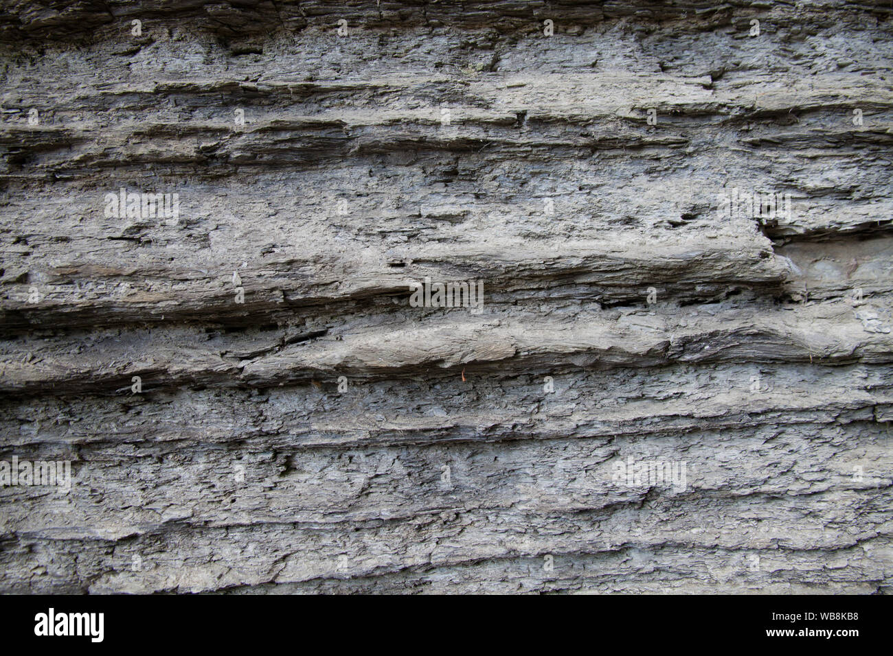 Gray bark hi-res stock photography and images - Alamy