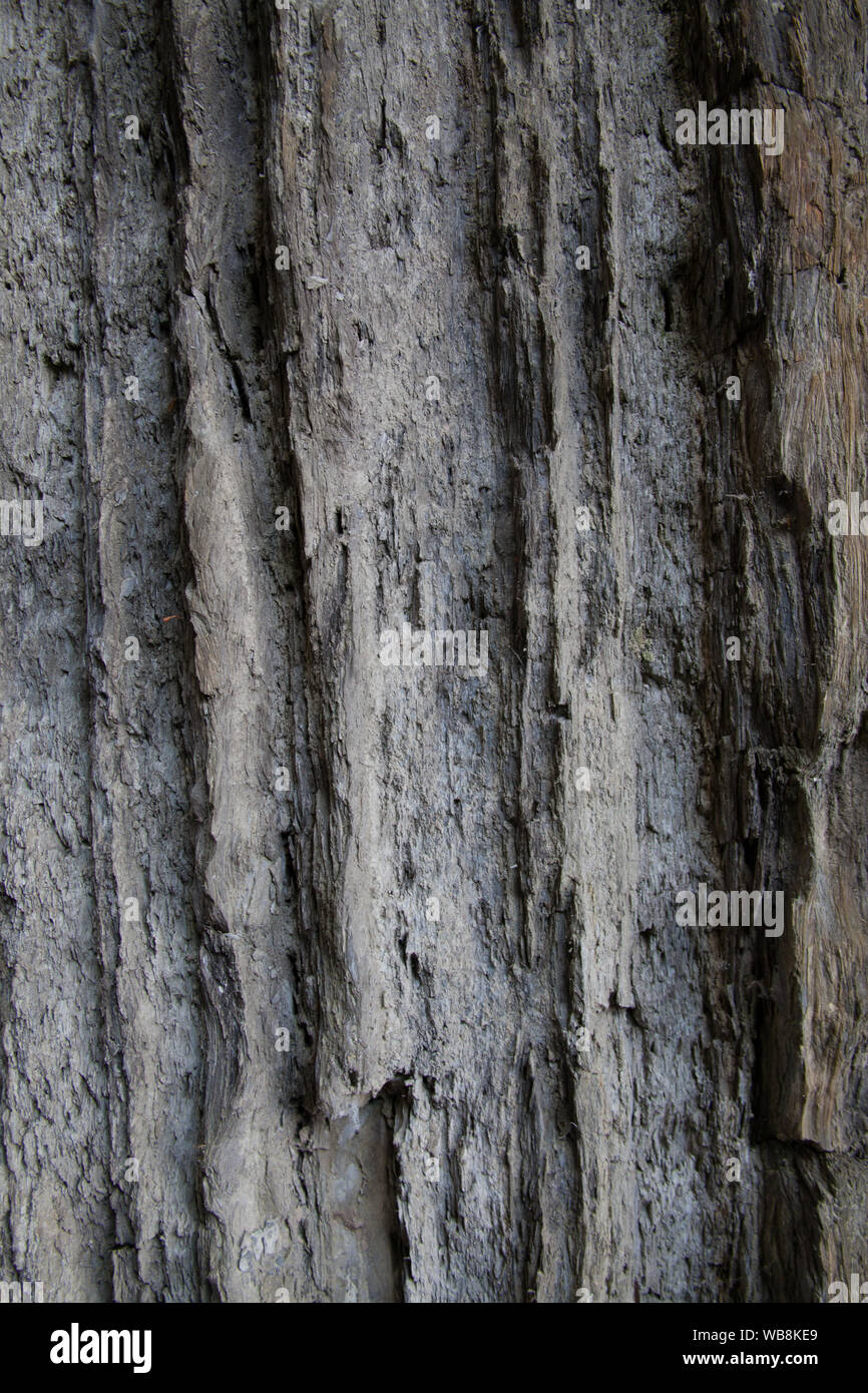 Gray Bark Texture Stock Photo - Alamy