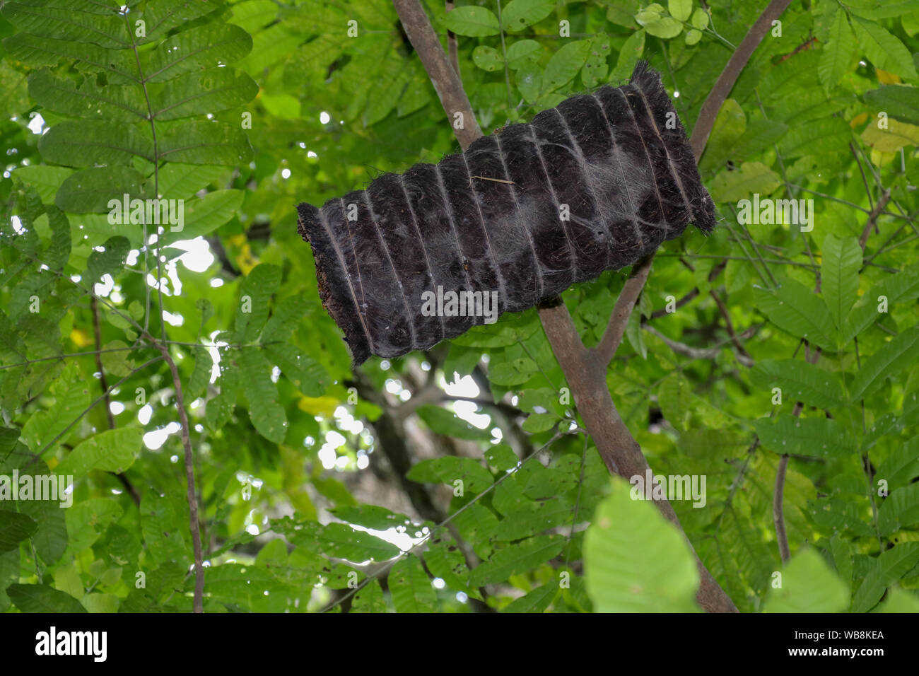 Bee Hive In Palm Tree