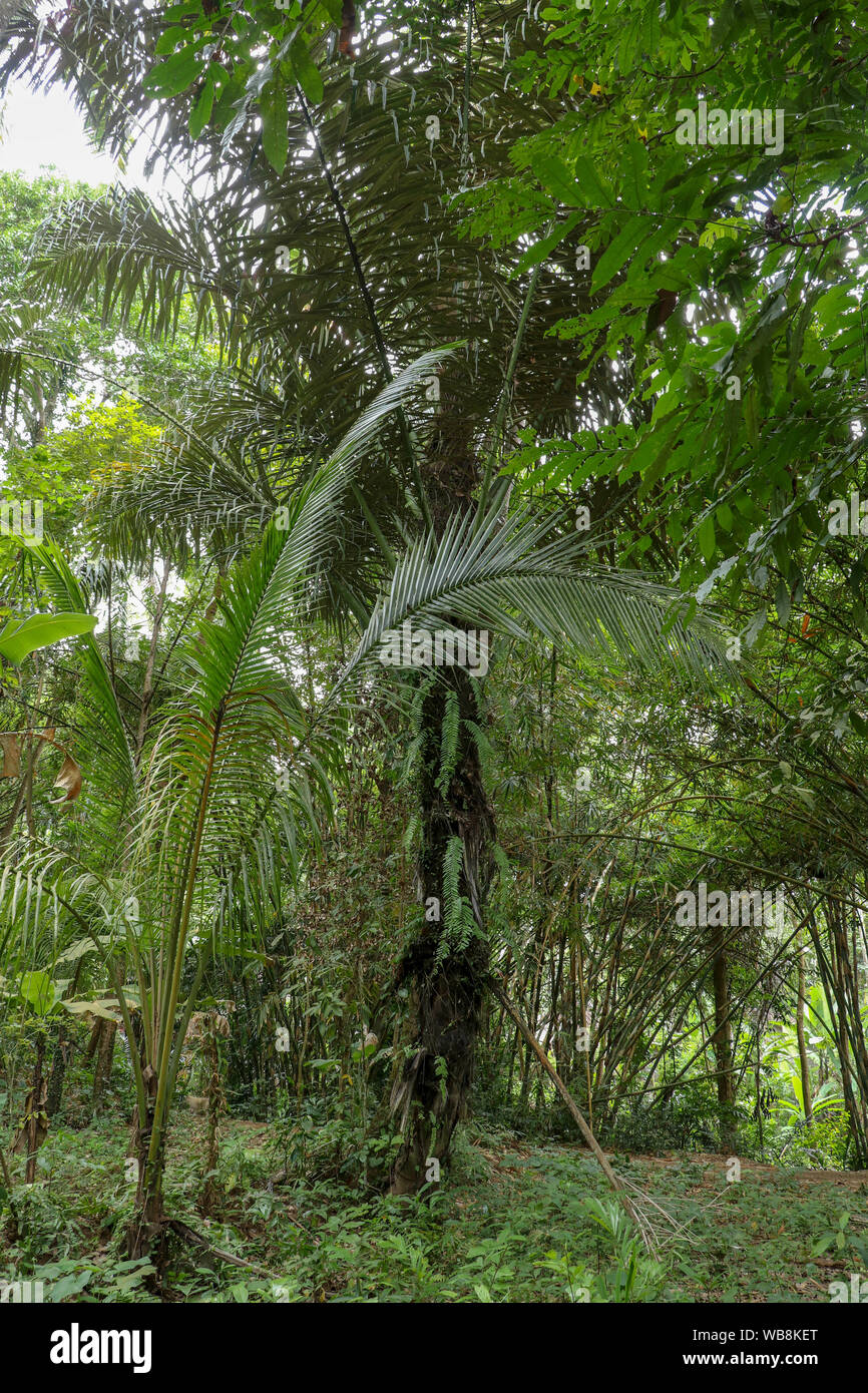 View into the crowns of tropical trees and palm trees in the dense ...