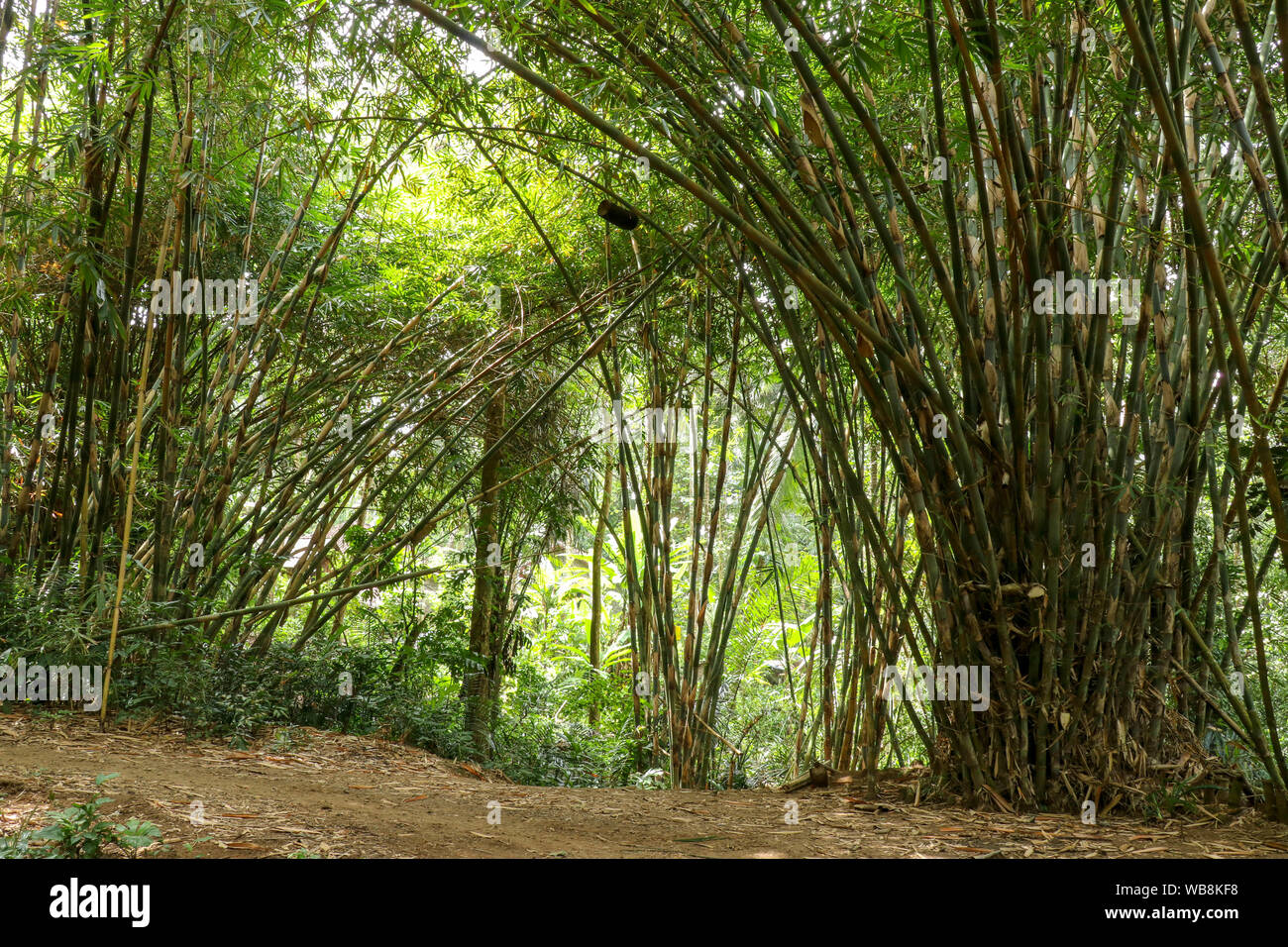 Green bamboo trees branches in green forest, Asia plants, patterns ...