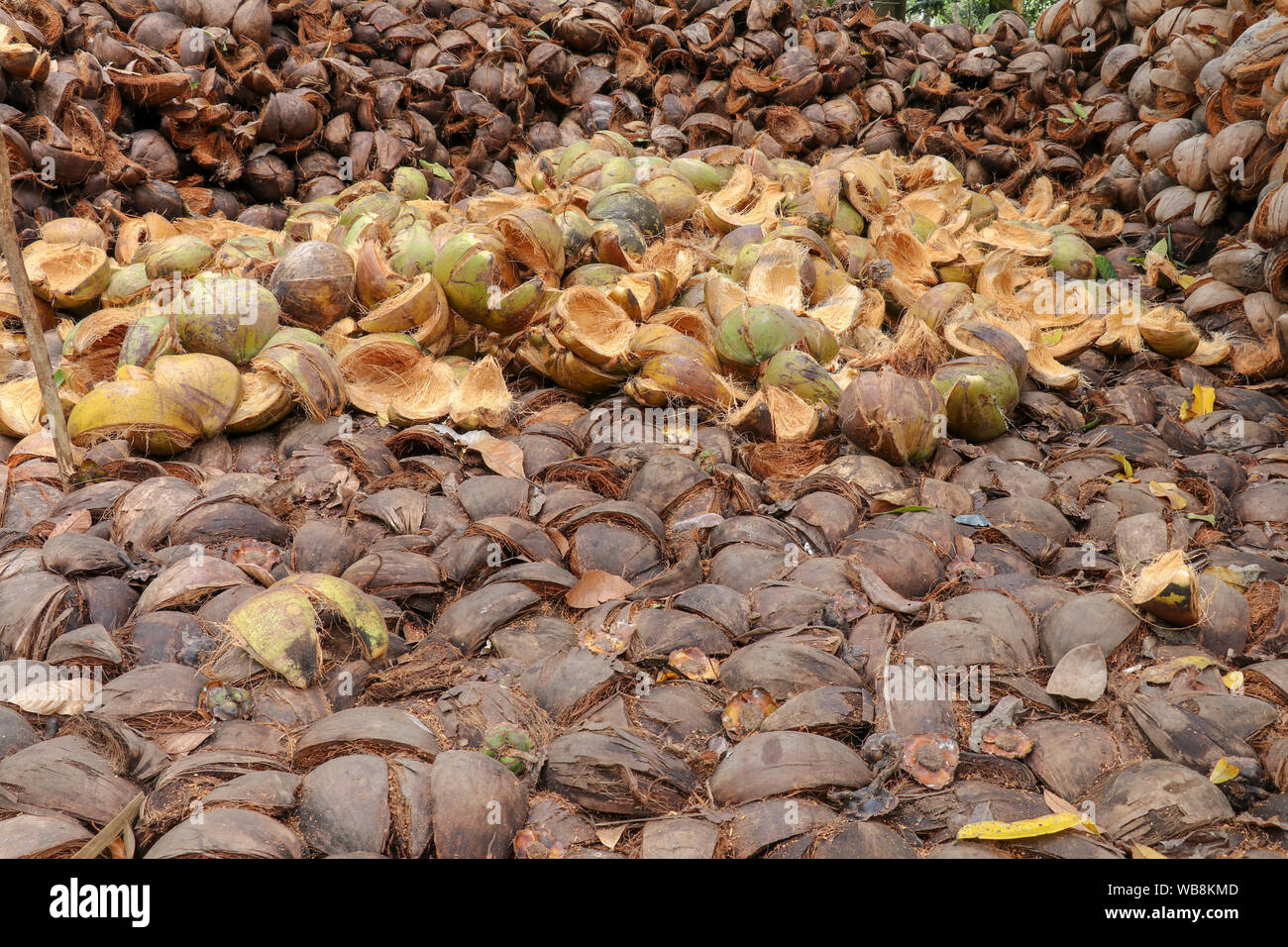 oconut spathe fiber for texture background. Brown, green Husk / Coir is ...