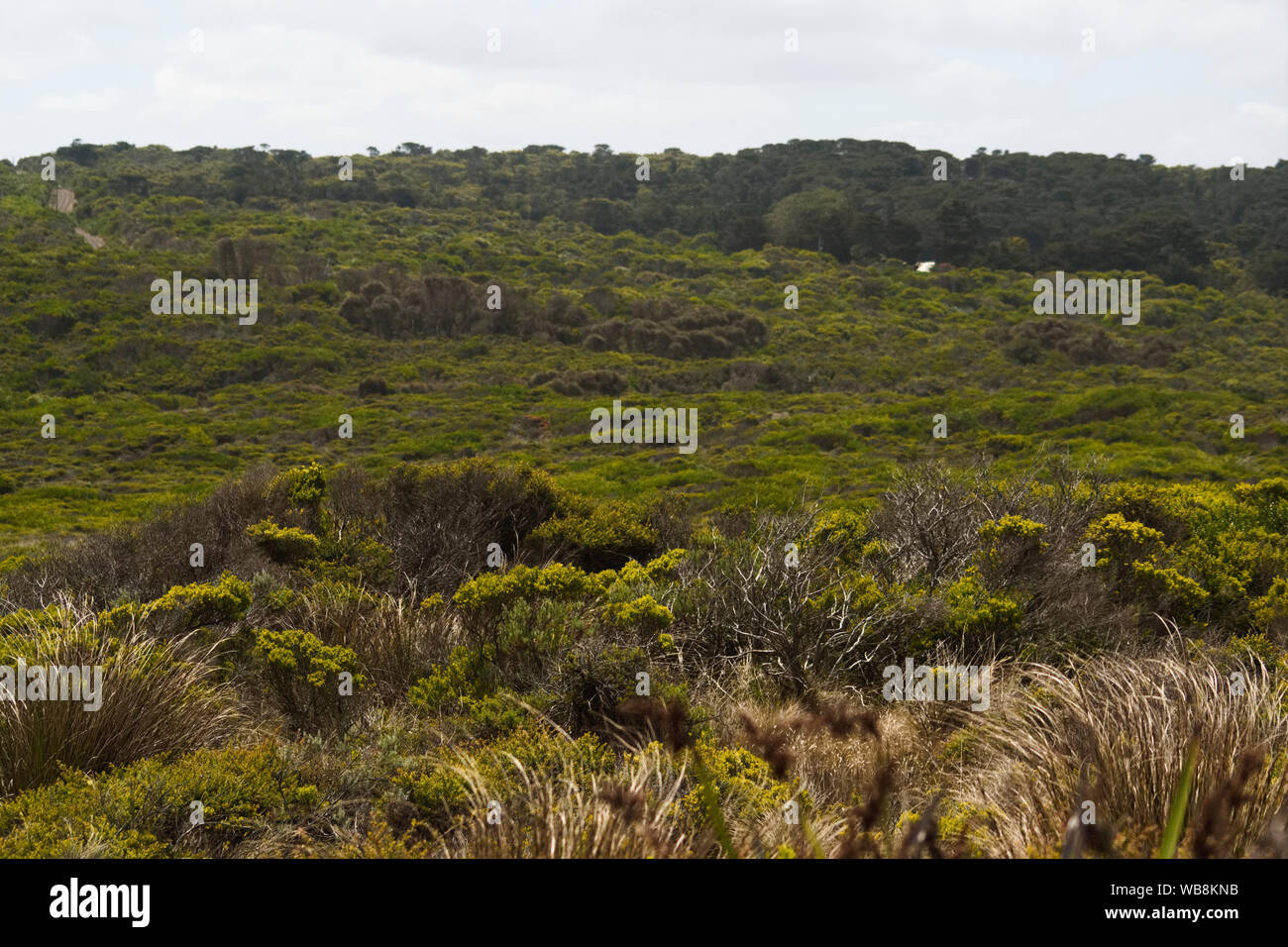 The Razorback rock in Port Campbell National Park, Victoria, Australia ...