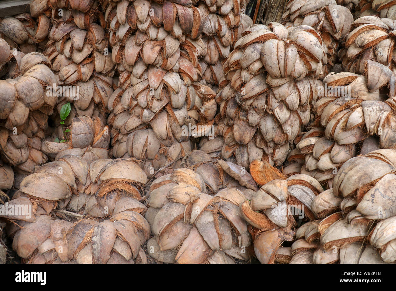 oconut spathe fiber for texture background. Brown, green Husk / Coir is ...