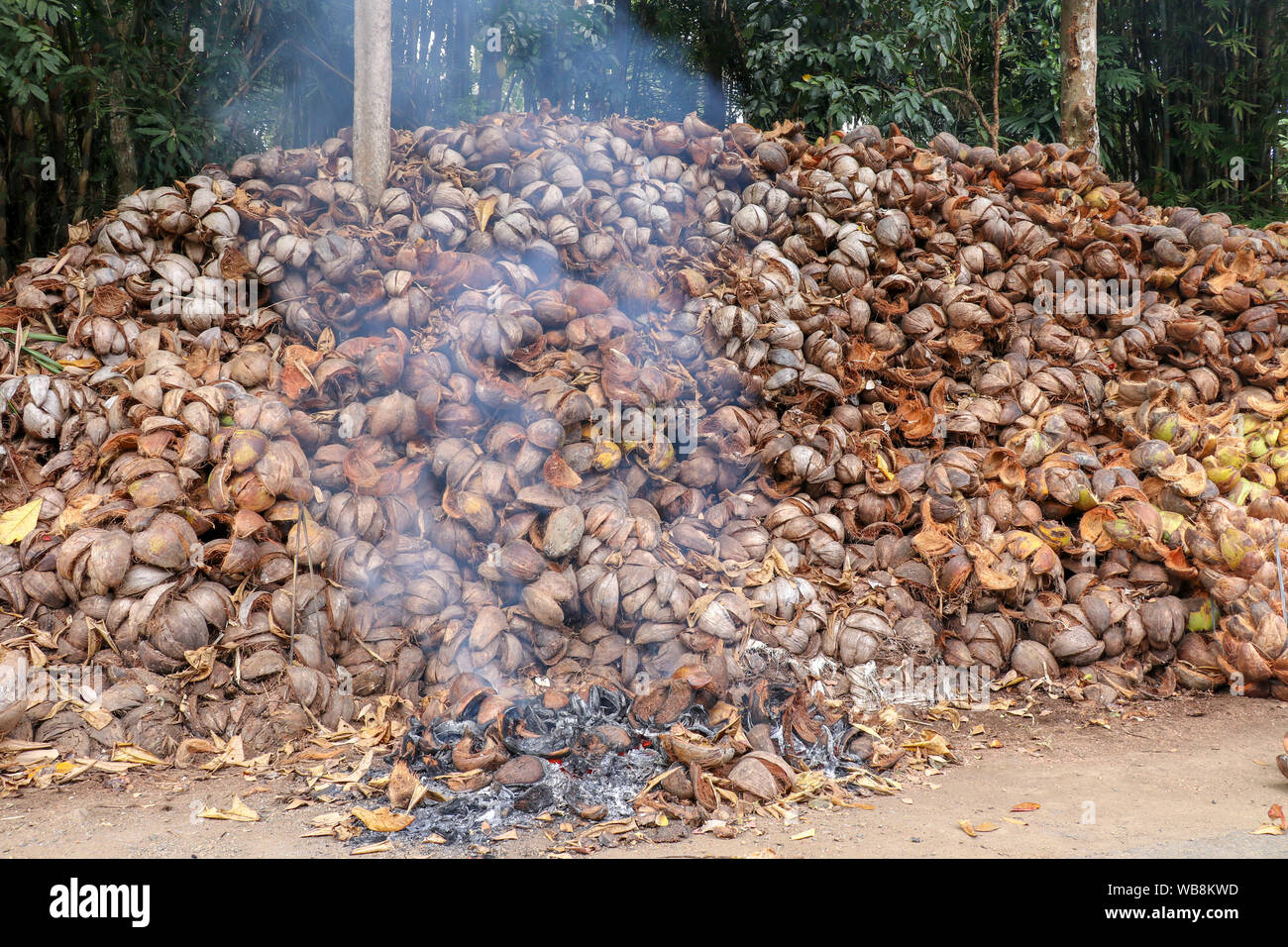 Huge burning pile of dry coconut husks. Manual work of Balinese workers ...