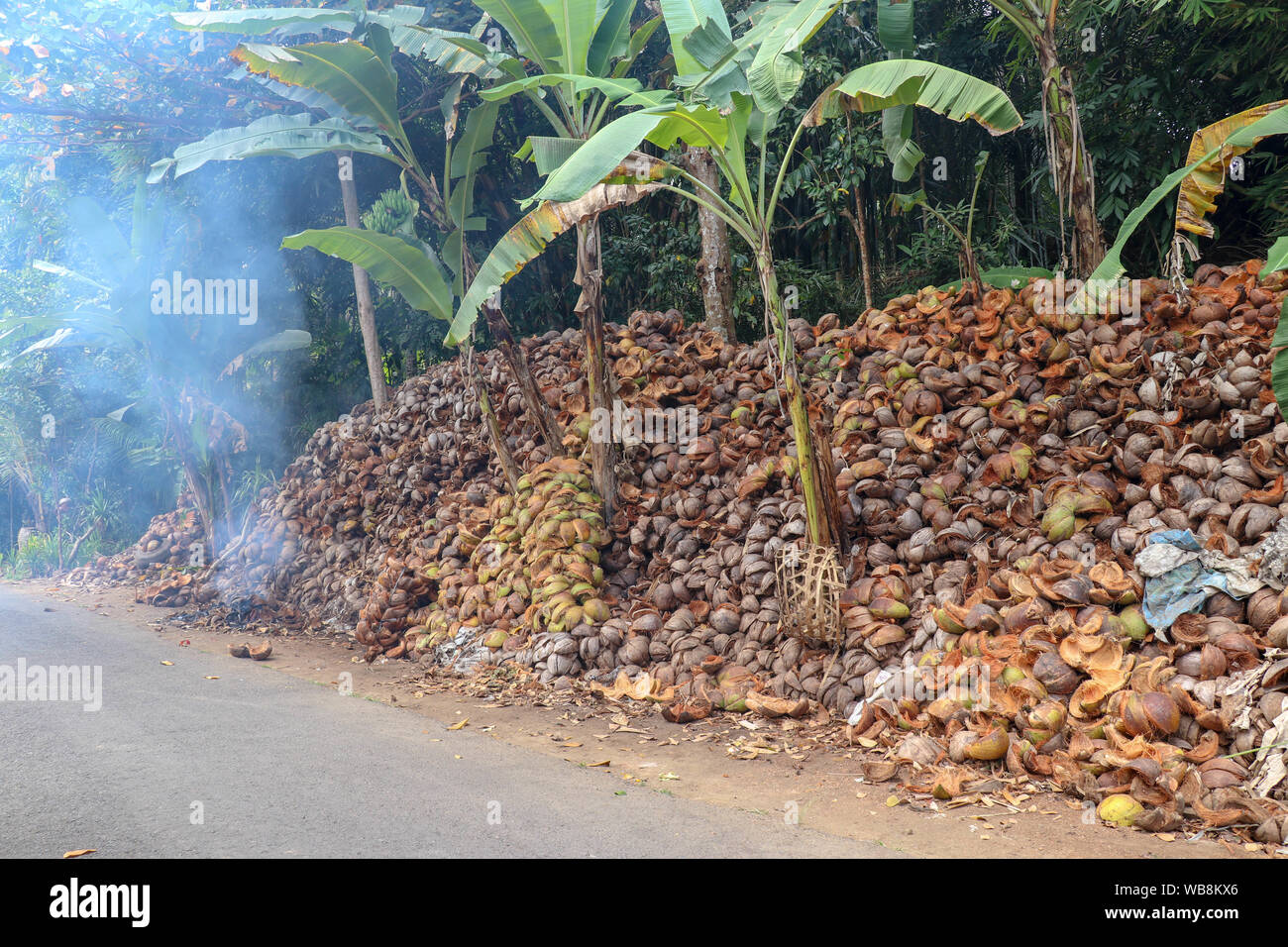 Burning pile of coconut husks among banana trees. Brown shells of ...