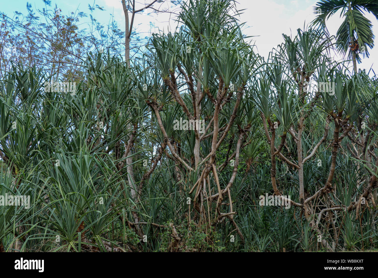 Dense tropical forest of Pandanas. Screw palm is a kind of evergreen ...