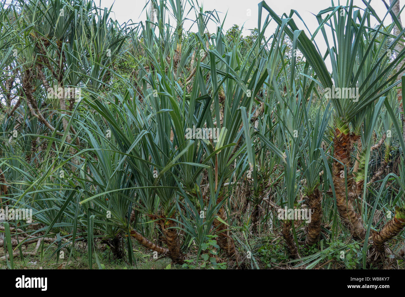 Dense tropical forest of Pandanas. Screw palm is a kind of evergreen ...
