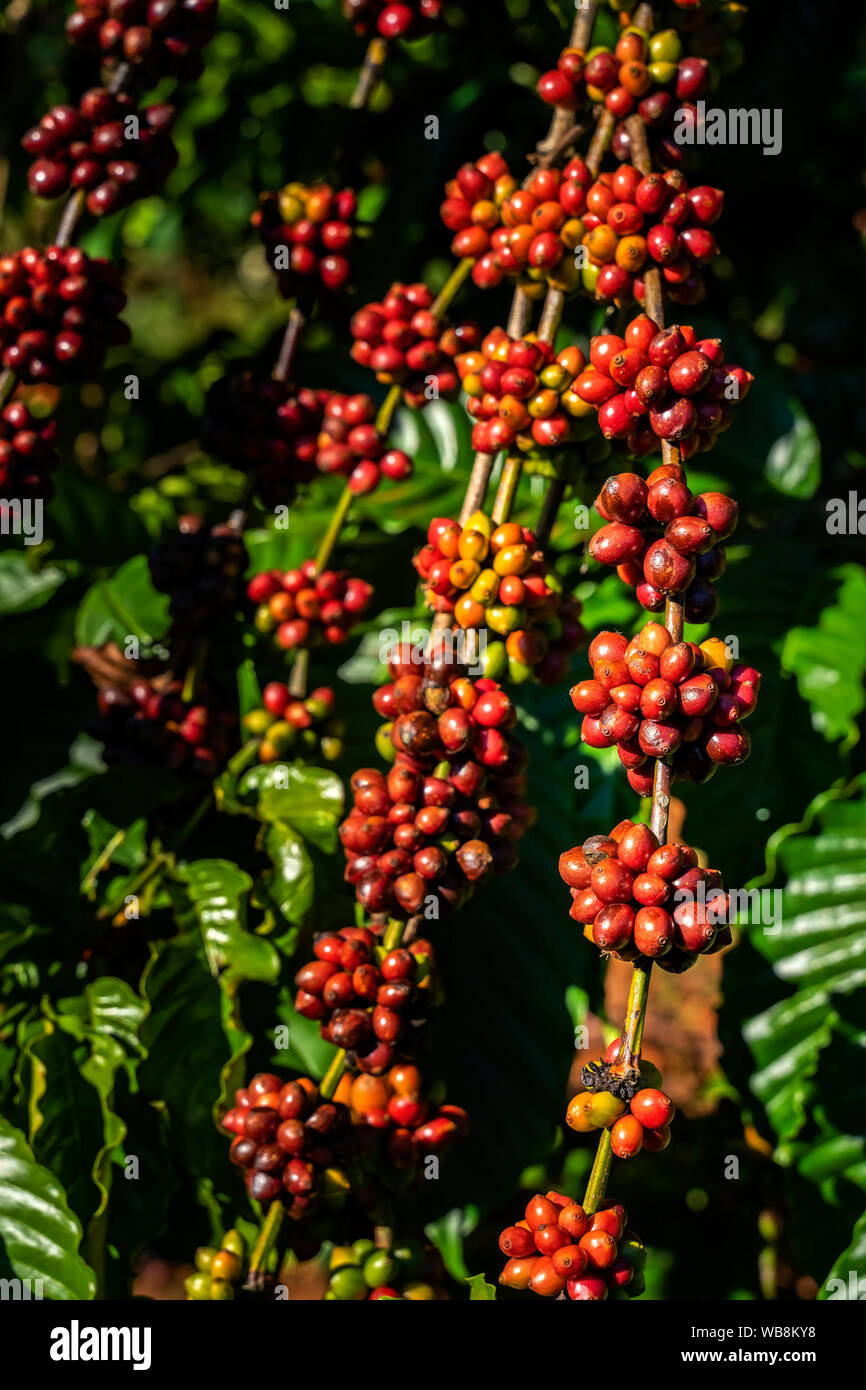 Red coffee beans on a branch of coffee tree with leaves. Ripe and ...