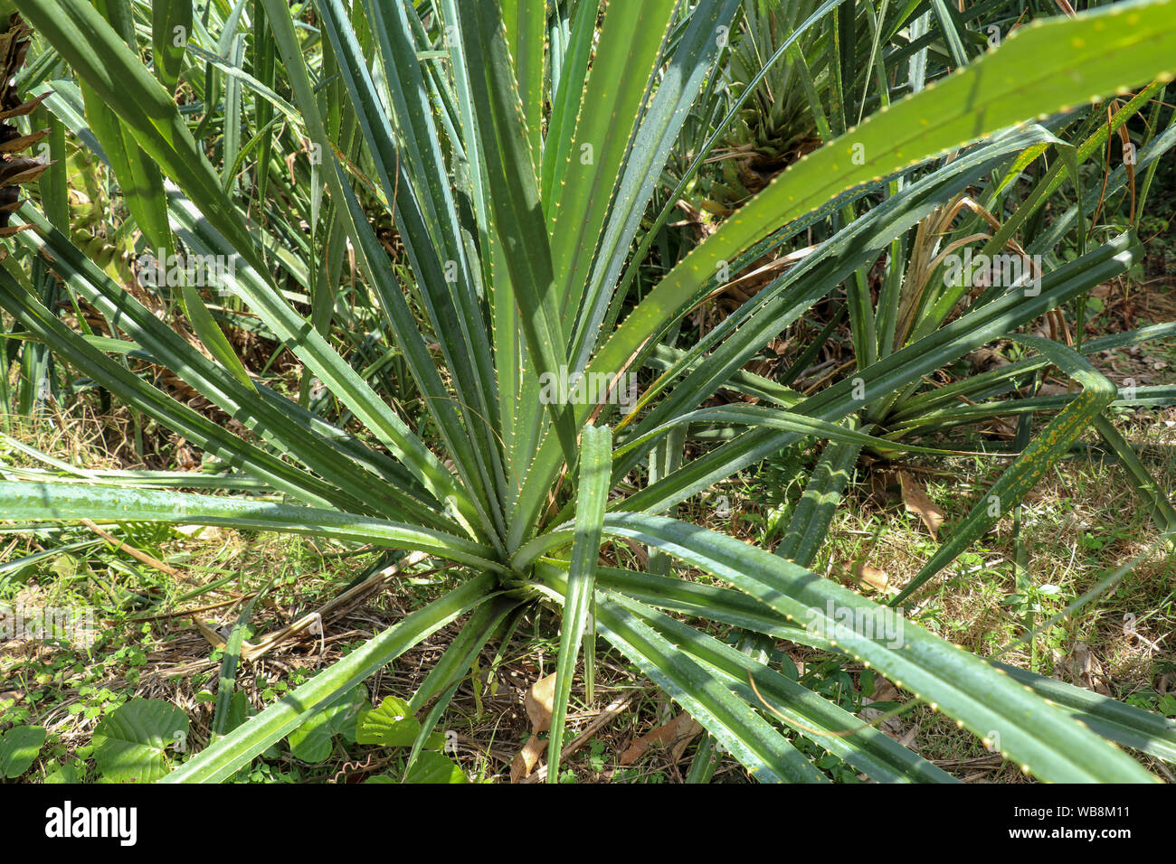Pandanus Leaves High Resolution Stock Photography and Images - Alamy