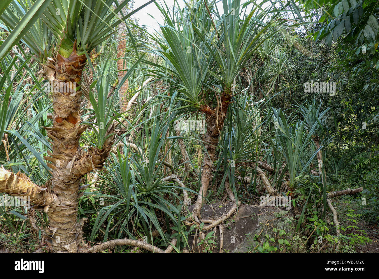 Pandan leaves or Fragrant pandan, green leaves and trees on nature ...