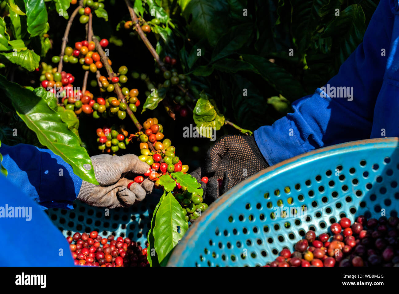 Hands farmers hi-res stock photography and images - Alamy
