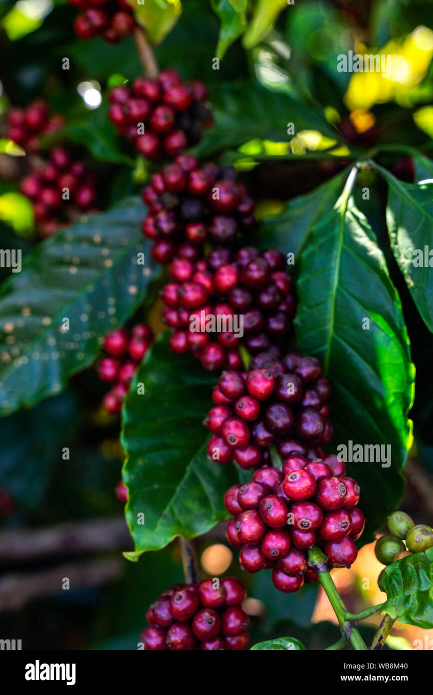 Red coffee beans on a branch of coffee tree with leaves. Ripe and ...