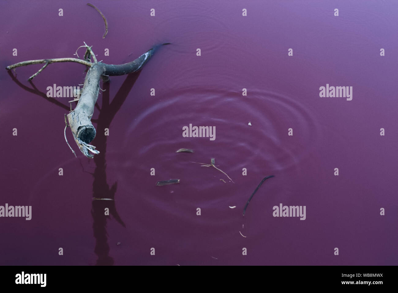 Old wood in pink water, pink lake near Melbourne, Australia Stock Photo ...