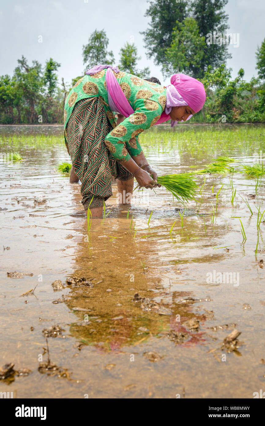 Group of Farmers Preparing to transplanting rice seedlings or young ...