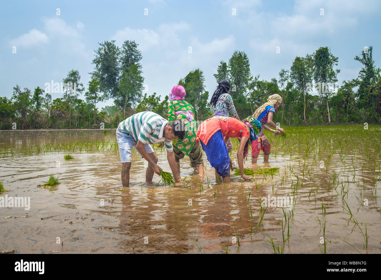 Rice cultivation india hi-res stock photography and images - Alamy
