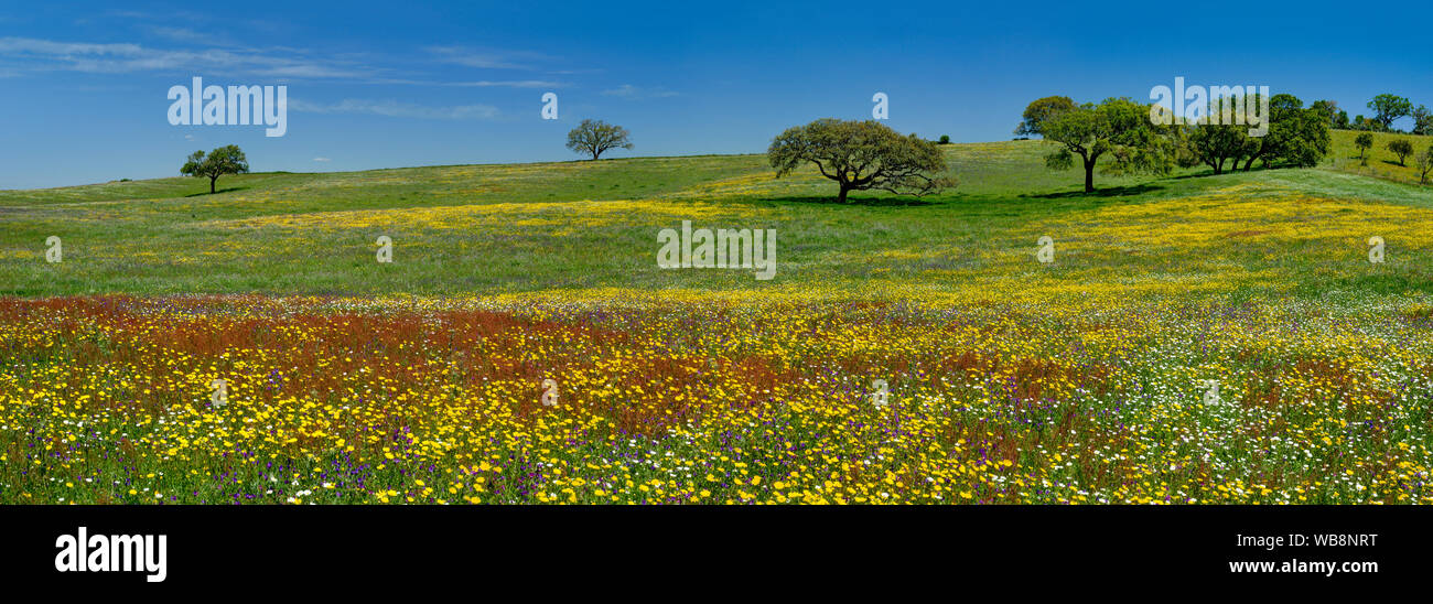 An Alentejo meadow with wild flowers, Portugal Stock Photo - Alamy
