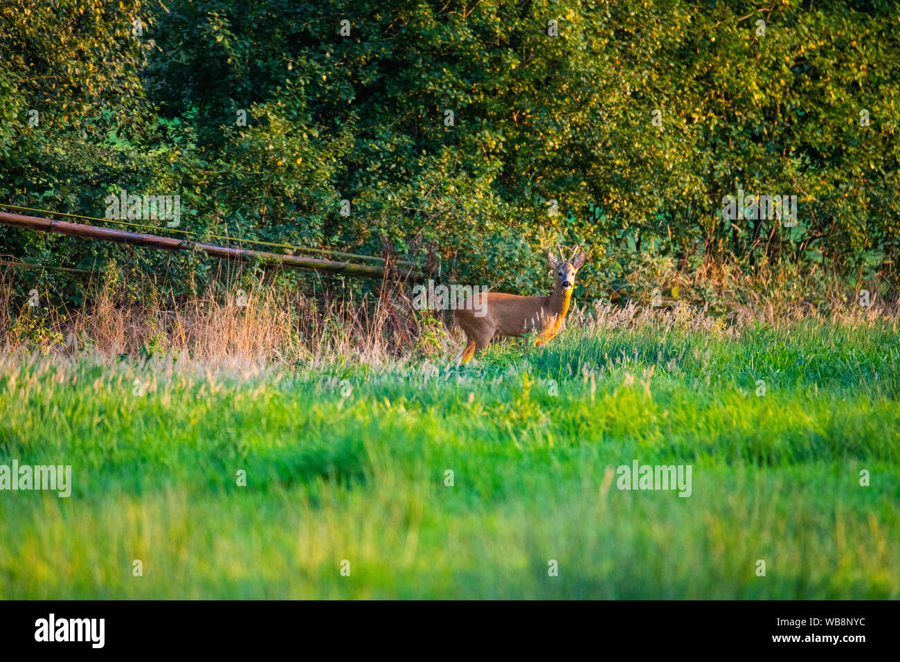 Deer in the fields hi-res stock photography and images - Alamy