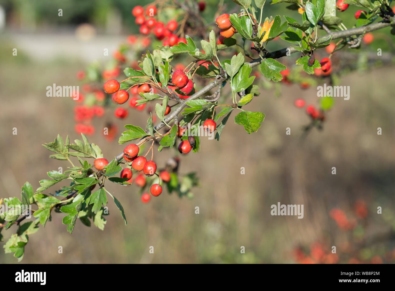 Quickthorn hi-res stock photography and images - Alamy