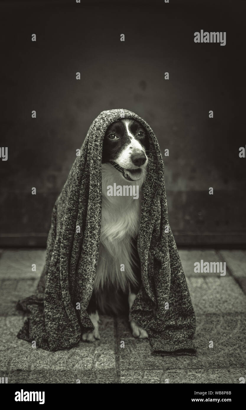 Border collie posing with her jedi vest on Stock Photo - Alamy