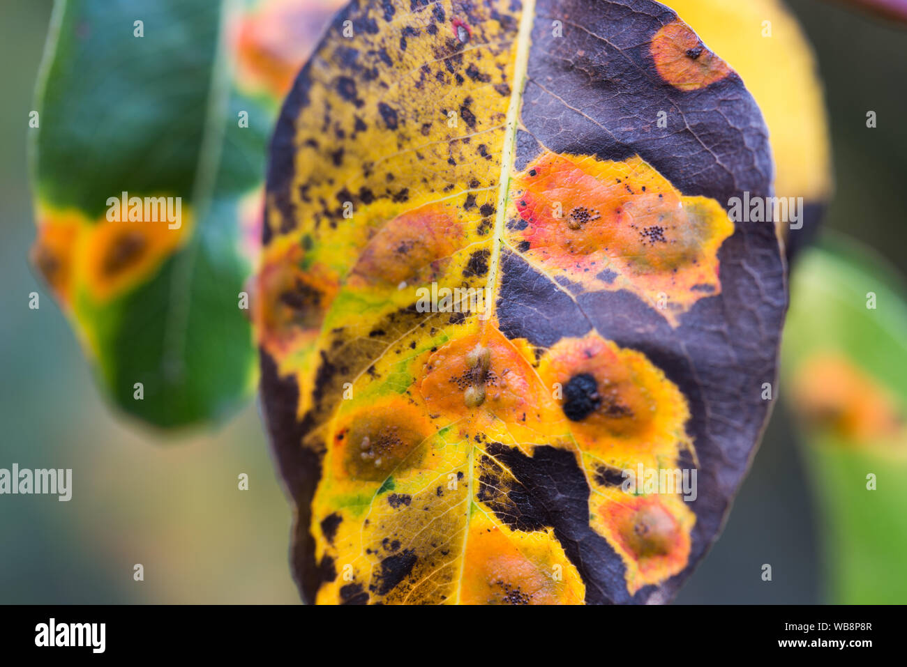 Orange fall leaf hi-res stock photography and images - Alamy