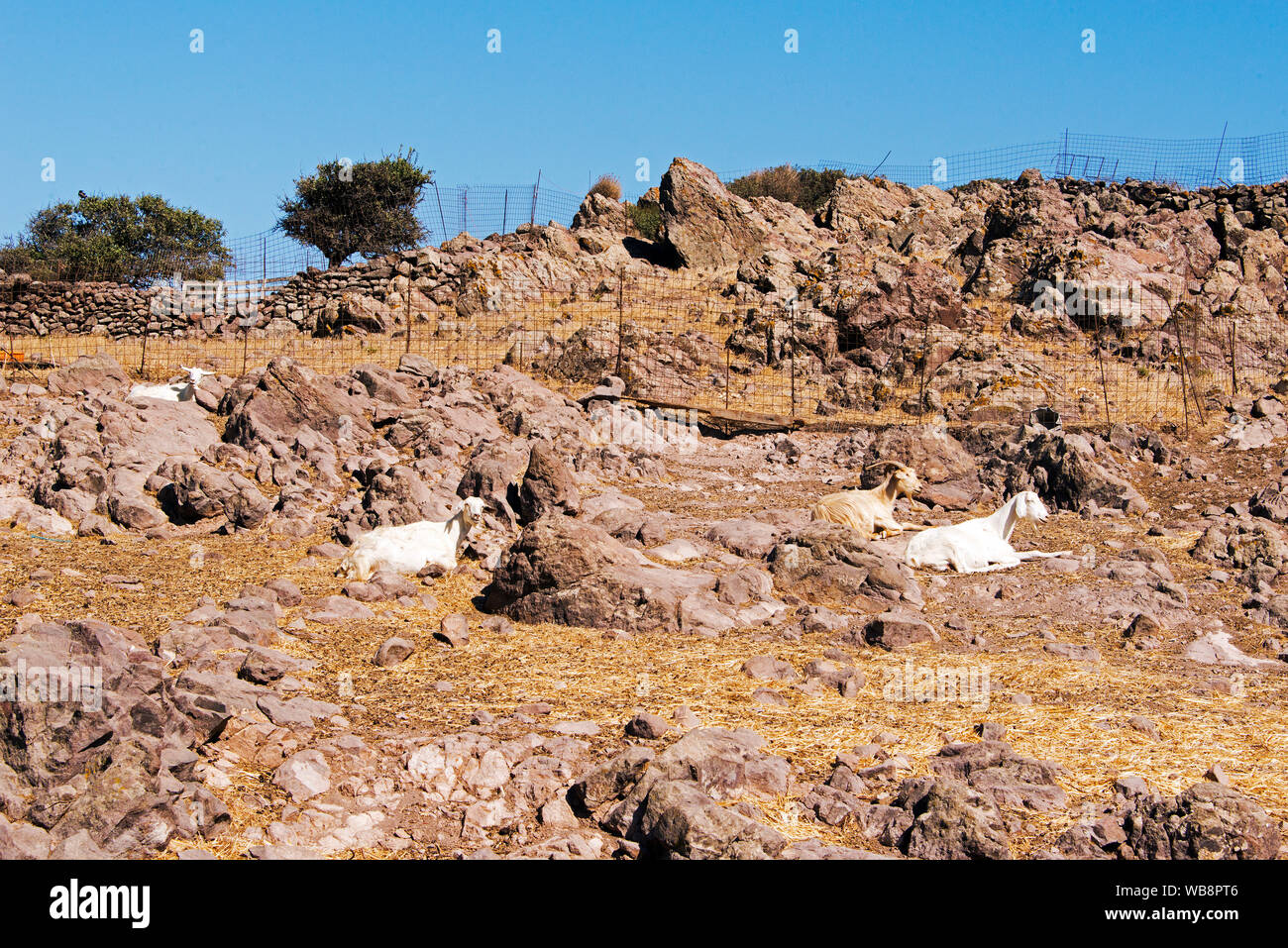 Cows field greece hi-res stock photography and images - Alamy